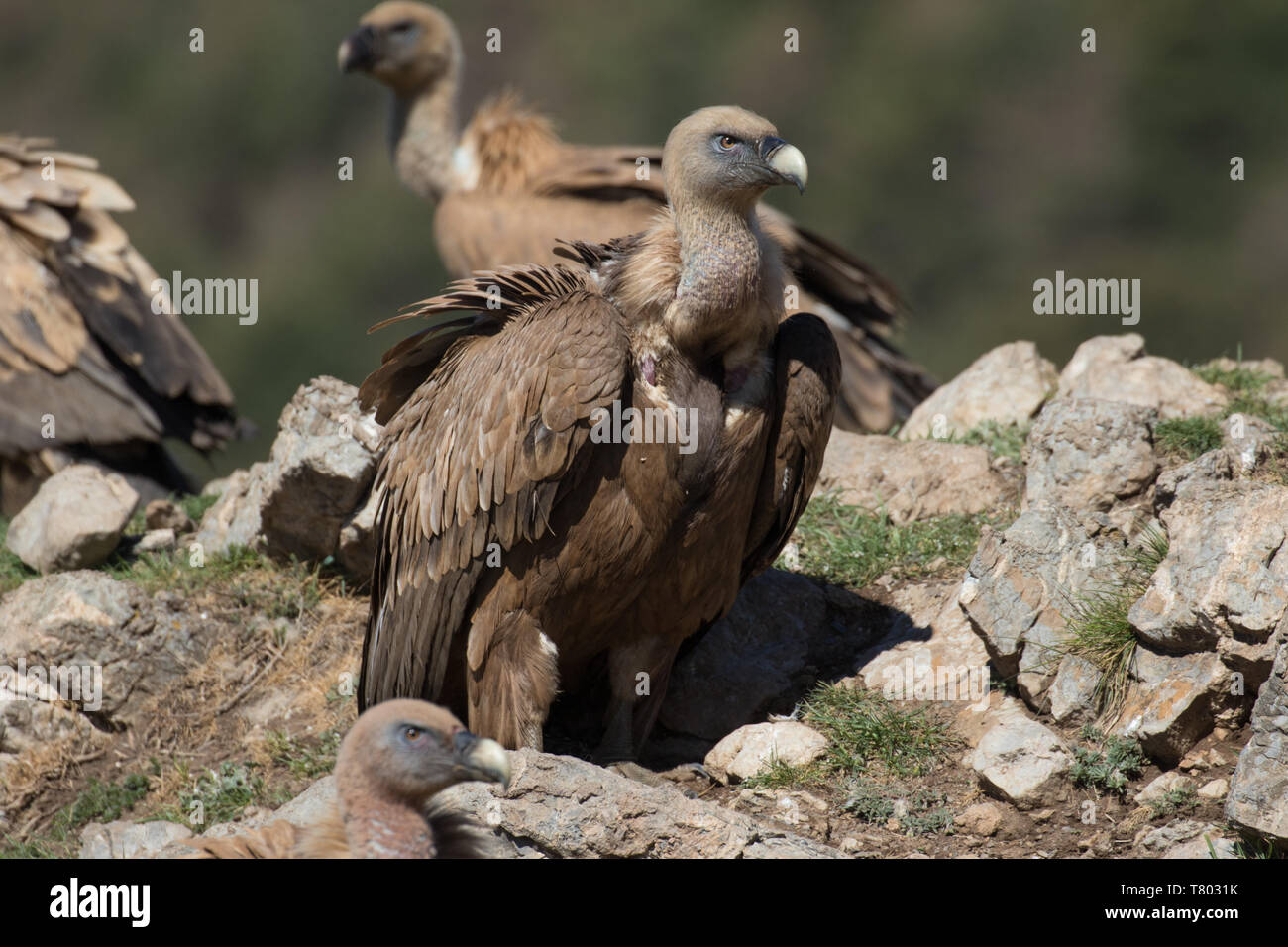 Vulture feeding station hi-res stock photography and images - Alamy
