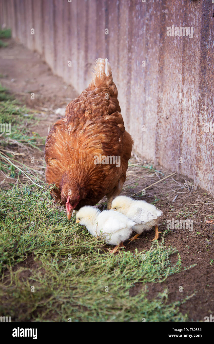 Red hen hi-res stock photography and images - Alamy