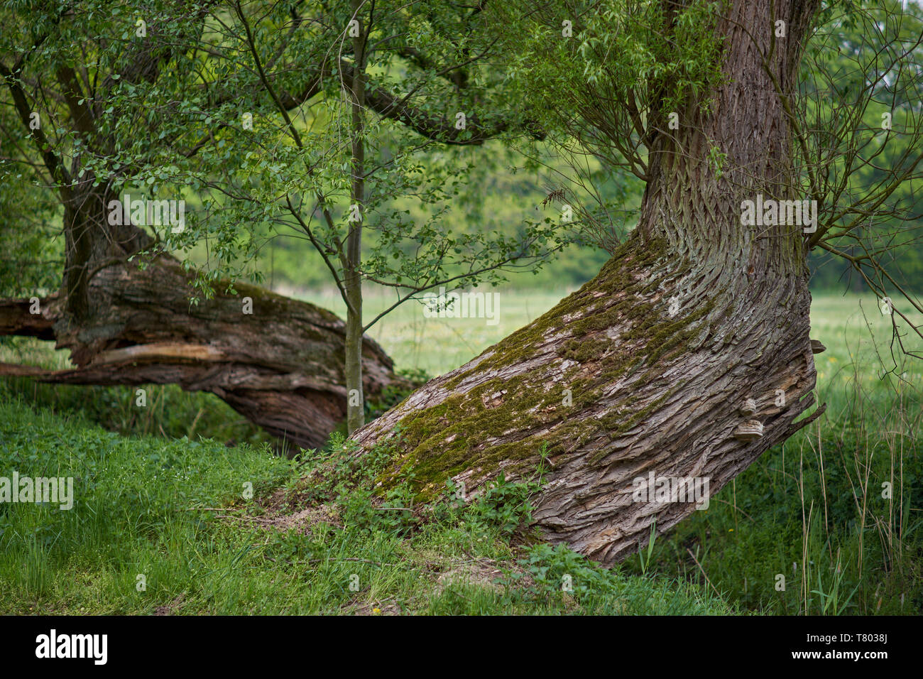 Bent willow hi-res stock photography and images - Alamy