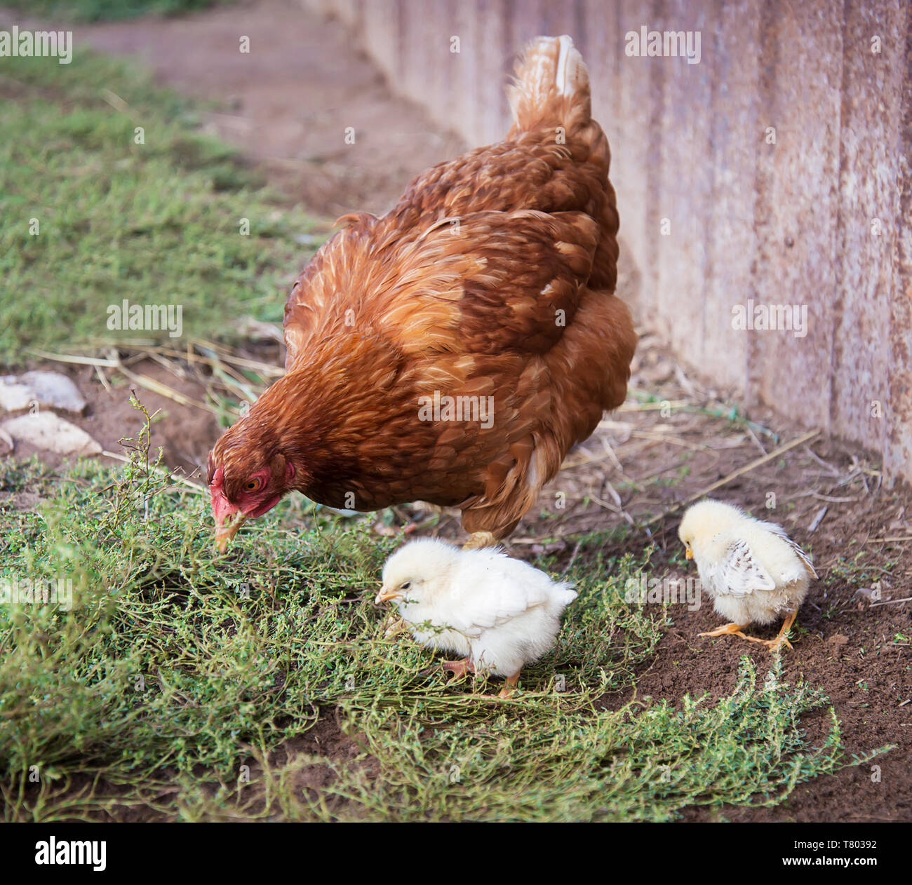 Red hen teaches two of his chickens to look for food in the ground in ...