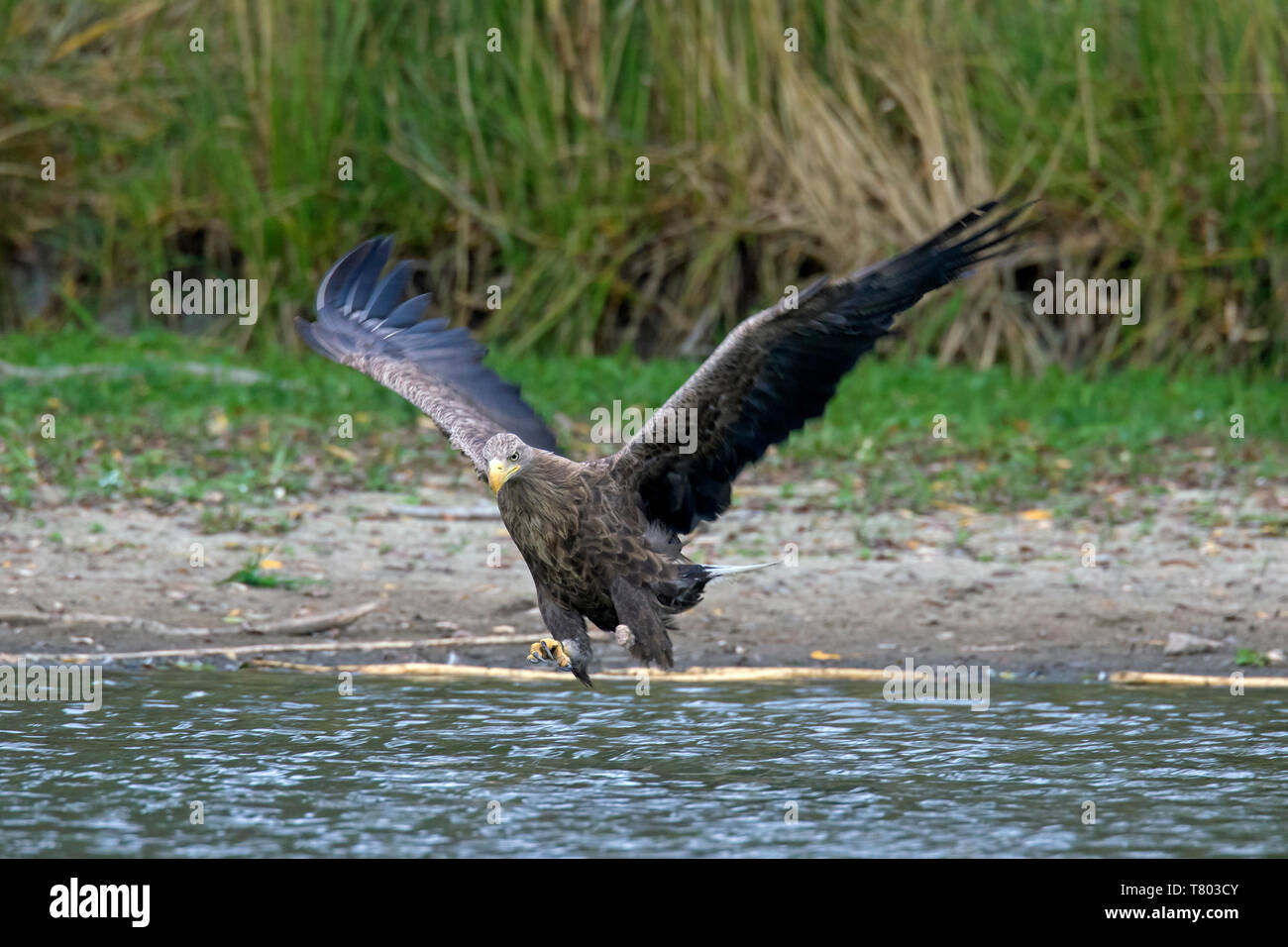White-tailed eagle / sea eagle / erne (Haliaeetus albicilla) adult in ...