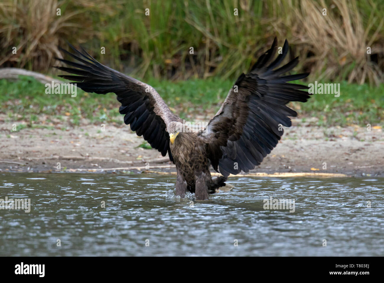 White-tailed eagle / sea eagle / erne (Haliaeetus albicilla) adult in ...