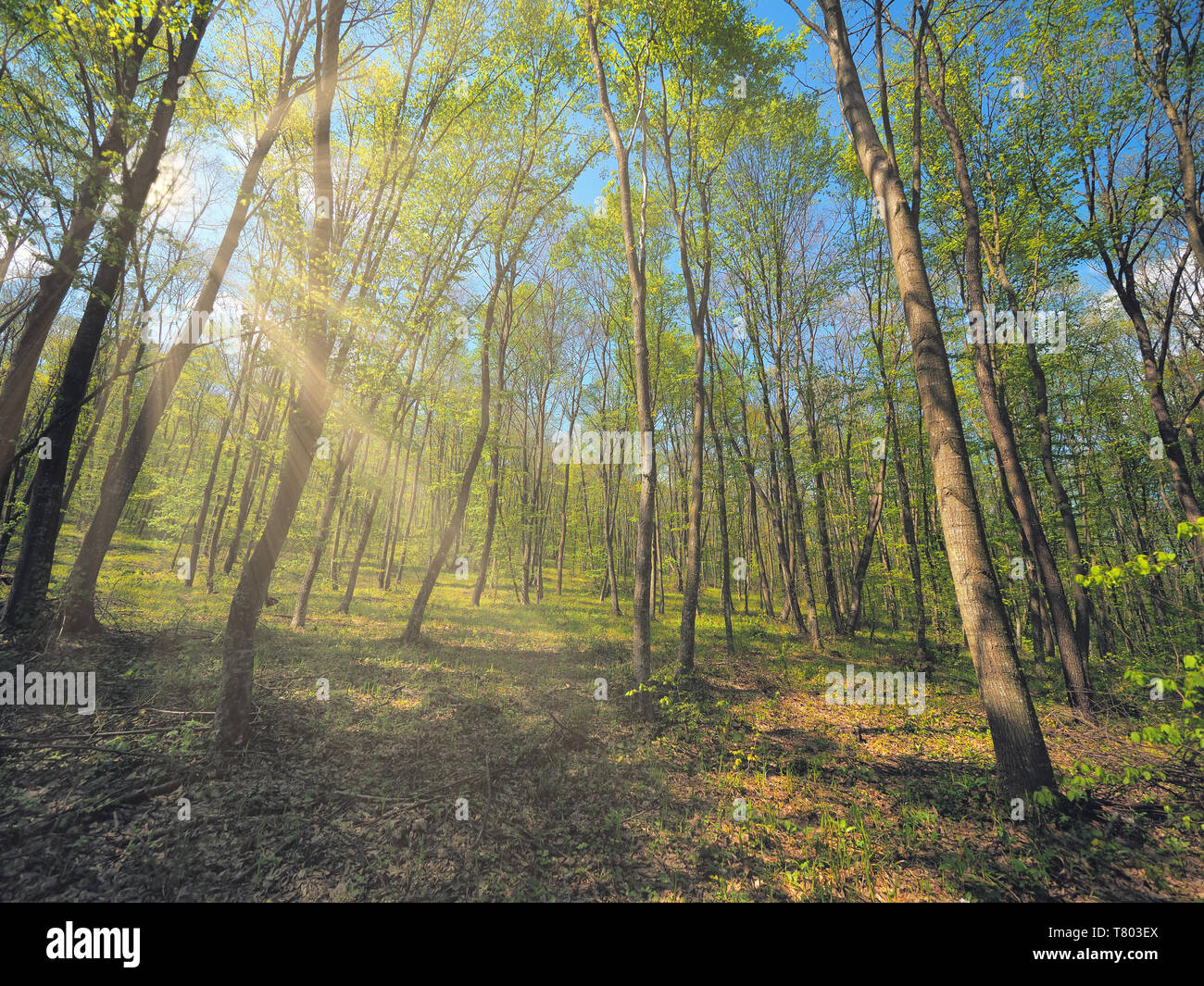 Moody forrest hi-res stock photography and images - Alamy