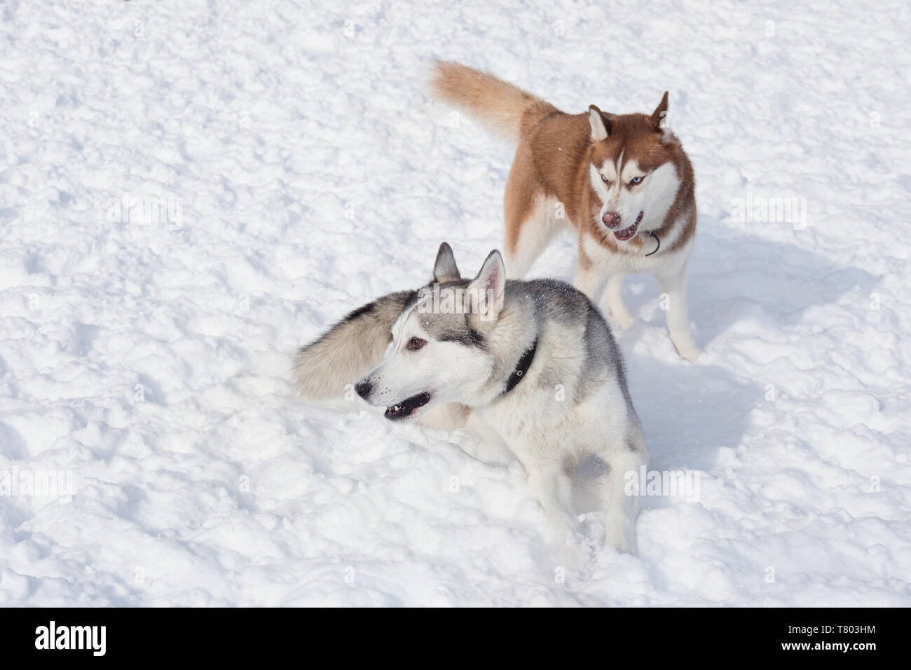 Two cute siberian husky are playing on a white snow in the park. Pet ...
