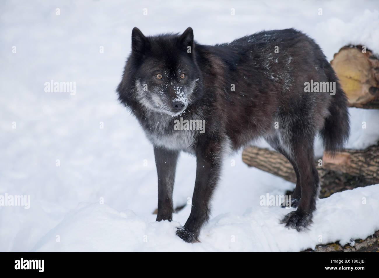 Black canadian wolf is standing on a white snow. Canis lupus ...