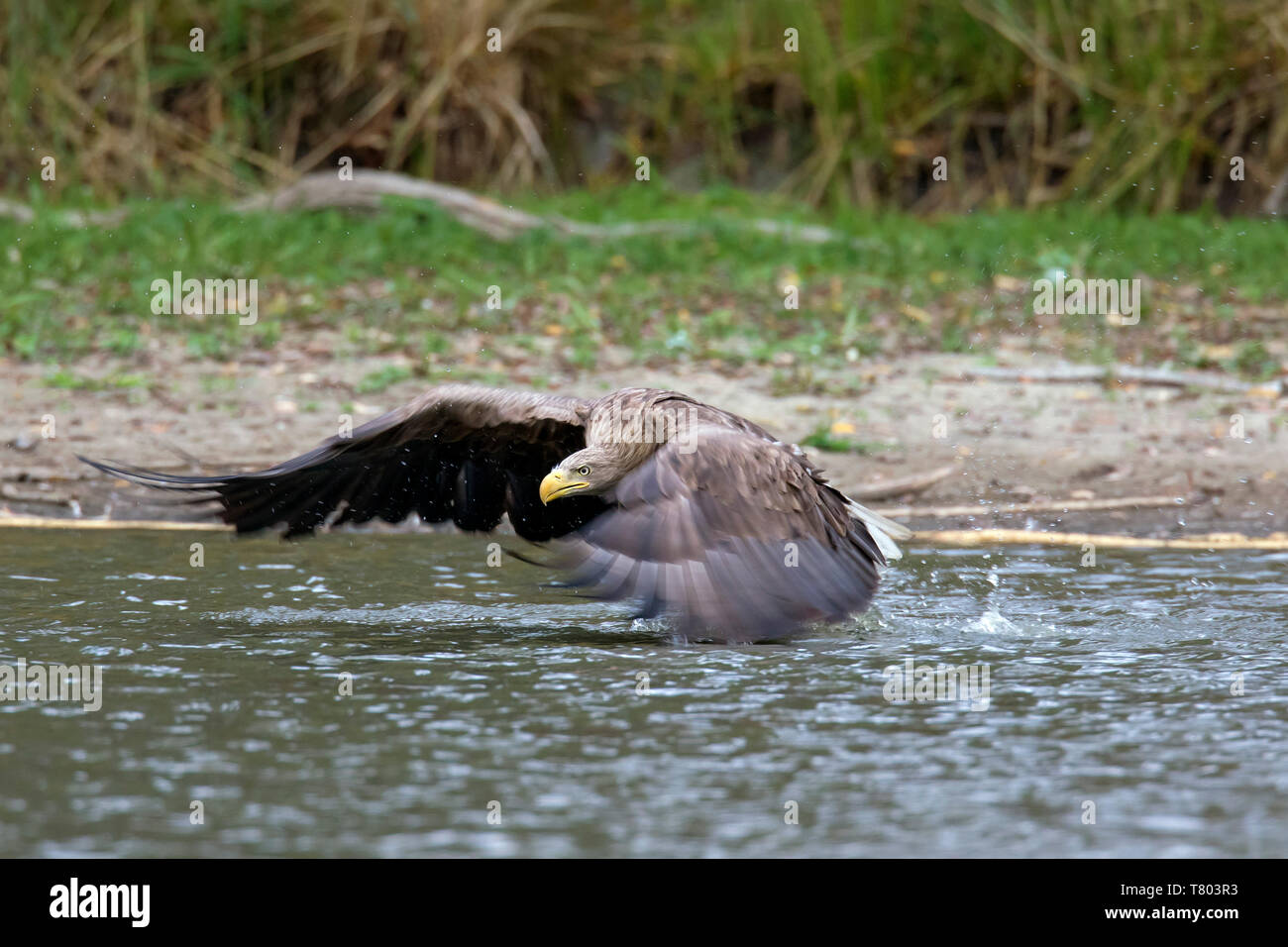 White-tailed eagle / sea eagle / erne (Haliaeetus albicilla) adult in ...