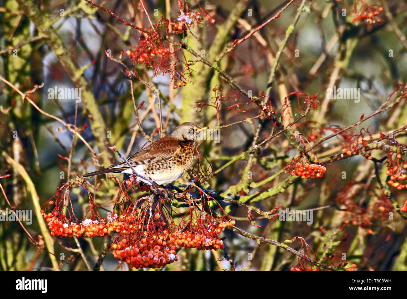 Fieldfare bird Turdus pilaris in a the Rowan tree Joseph Rock eating ...