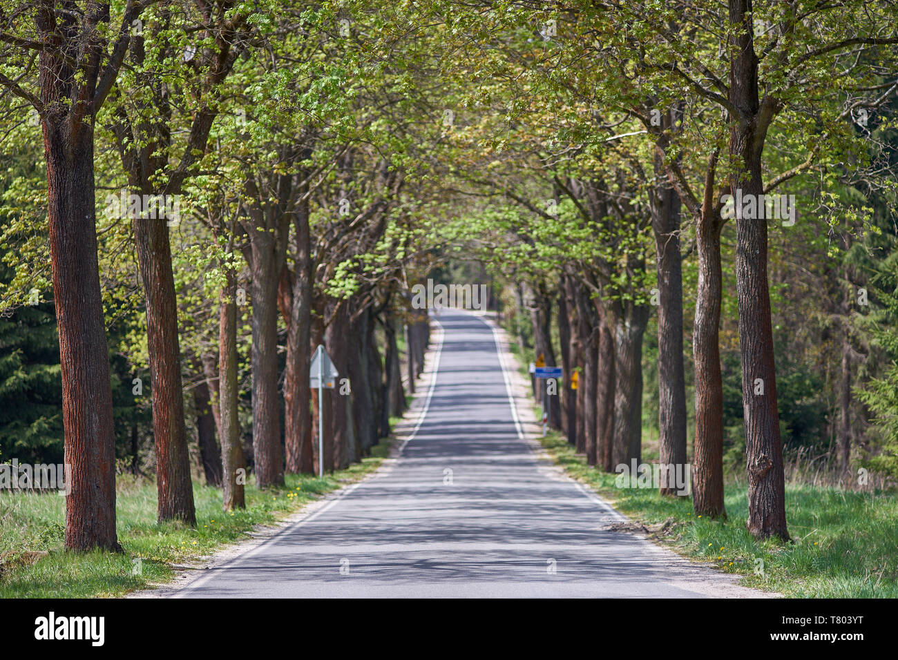 The forest road among budding spring trees hi-res stock photography and ...