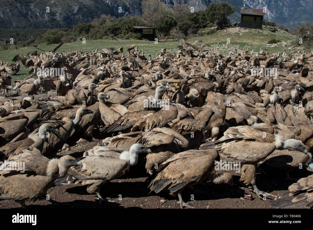 Vulture feeding station hi-res stock photography and images - Alamy