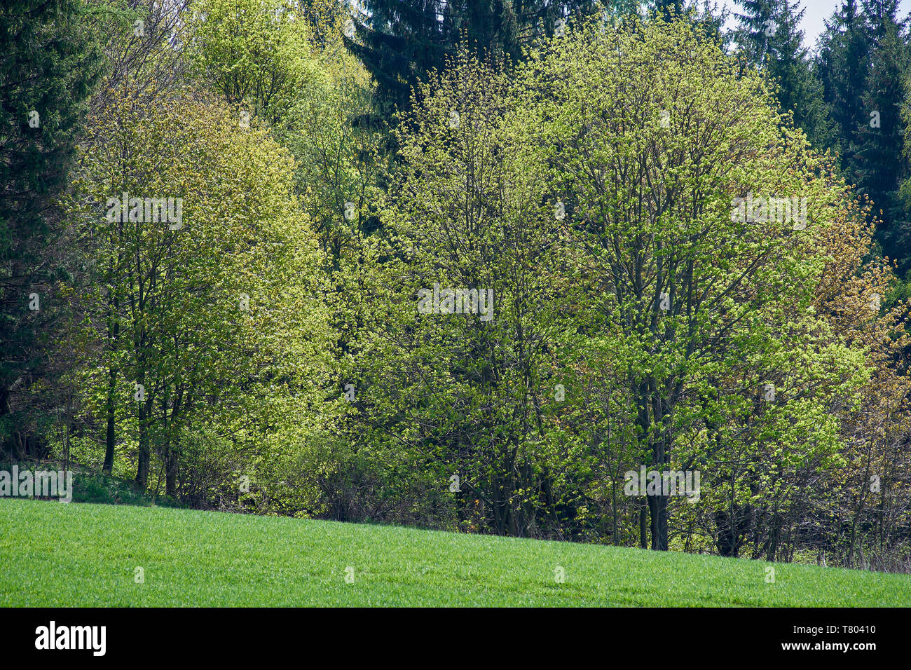 Budding spring trees Stock Photo - Alamy