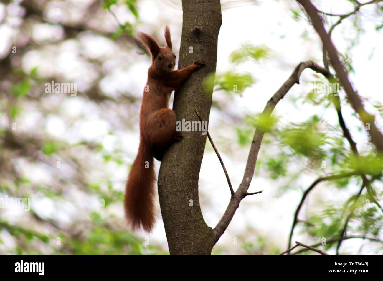 Gorgeous red squirrel hi-res stock photography and images - Alamy