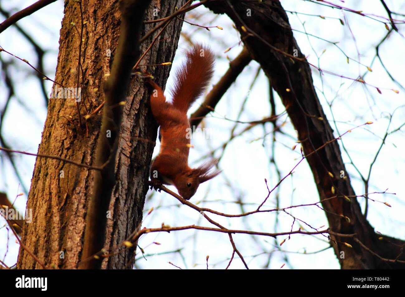 Squirrel looking forward hi-res stock photography and images - Alamy