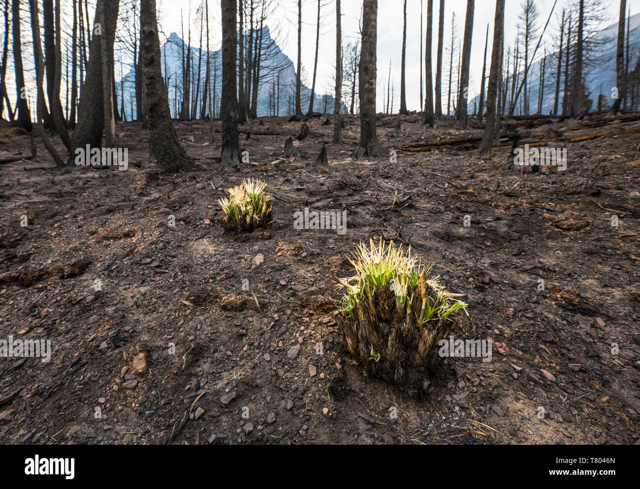 Fire adapted ecology hi-res stock photography and images - Alamy