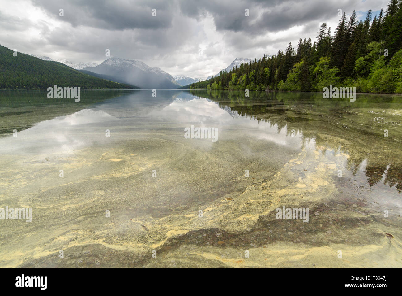 Pollen on Bowman Lake Stock Photo - Alamy