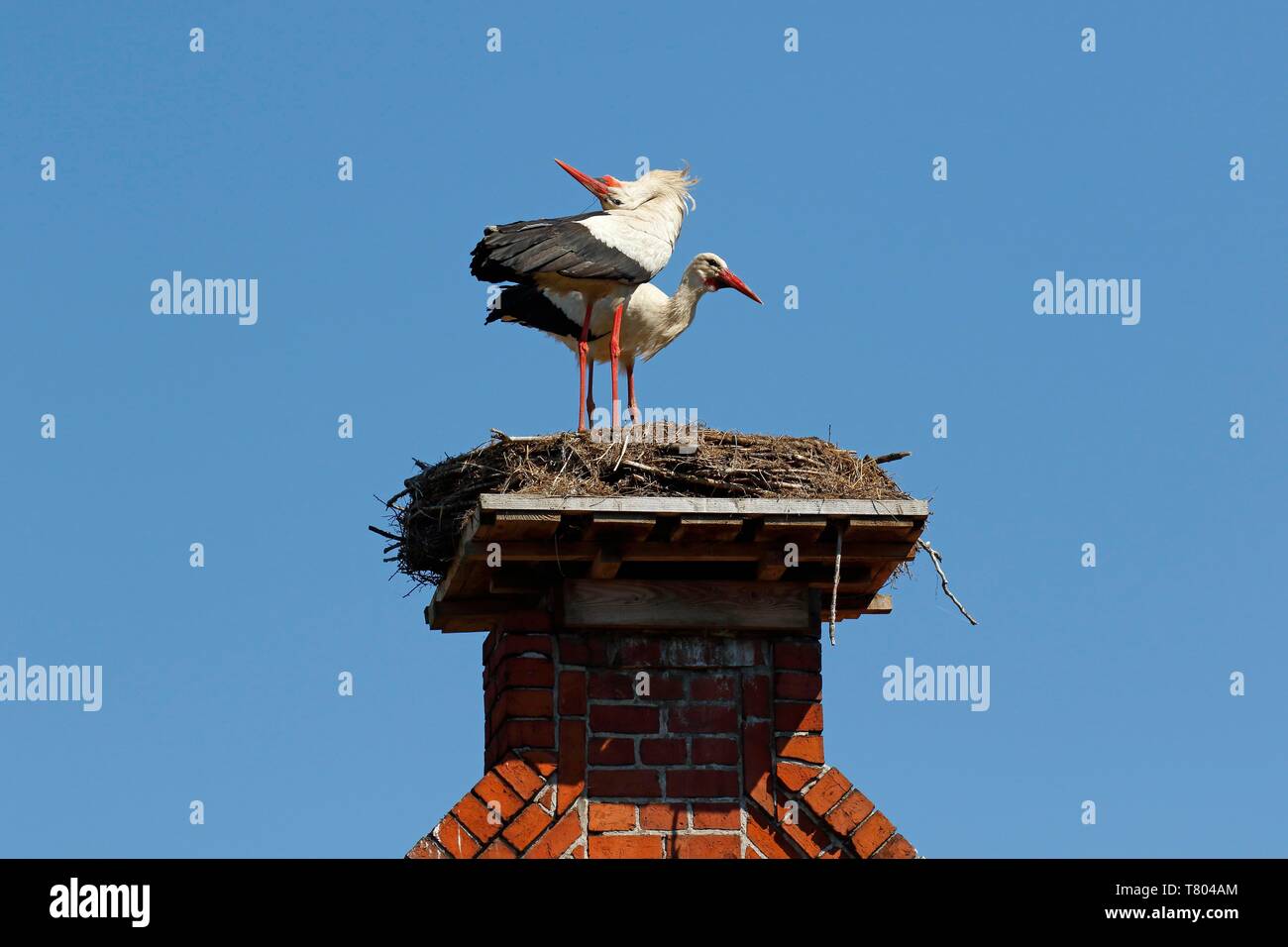 Storks nest on roof hi-res stock photography and images - Alamy