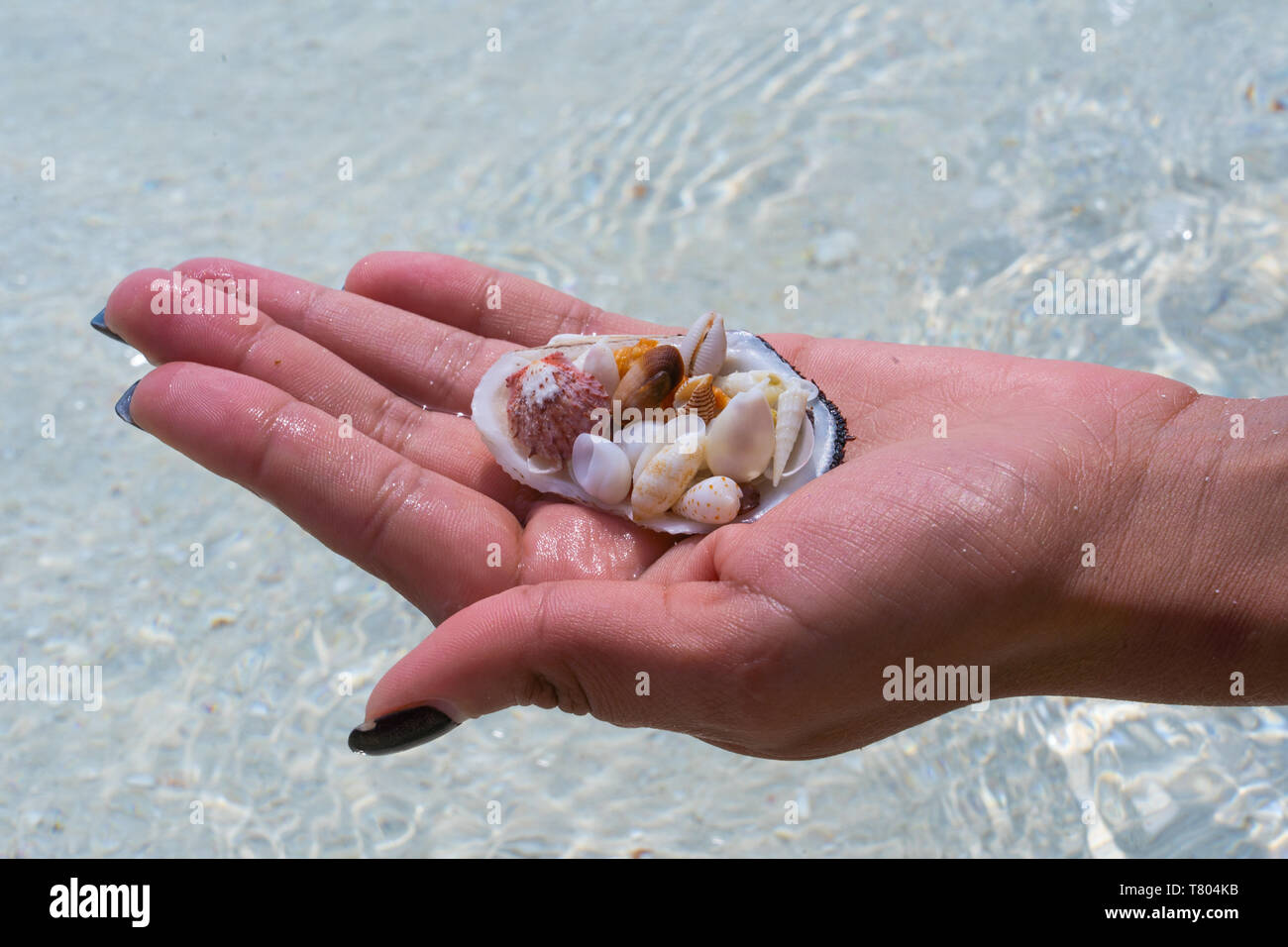 Small shell tropical beach hi-res stock photography and images - Alamy