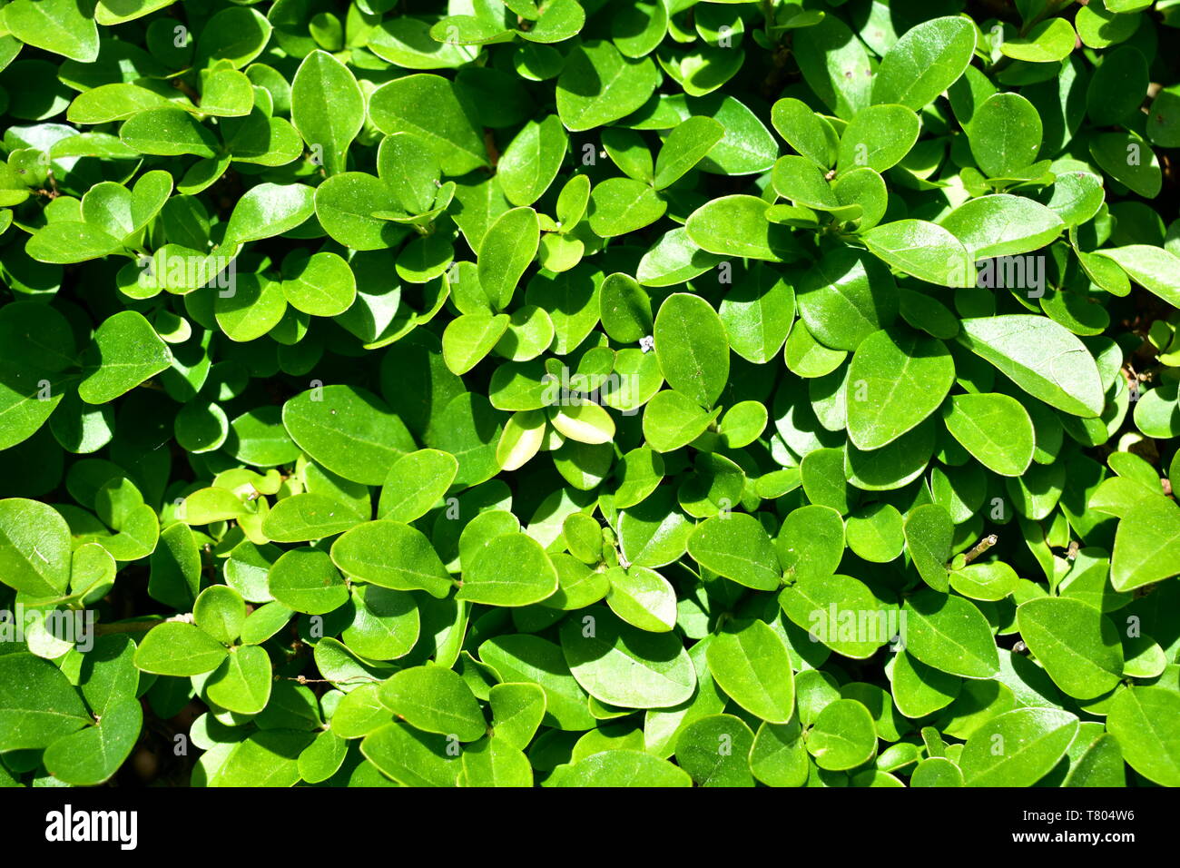 Green leaves texture. Bush background Stock Photo - Alamy