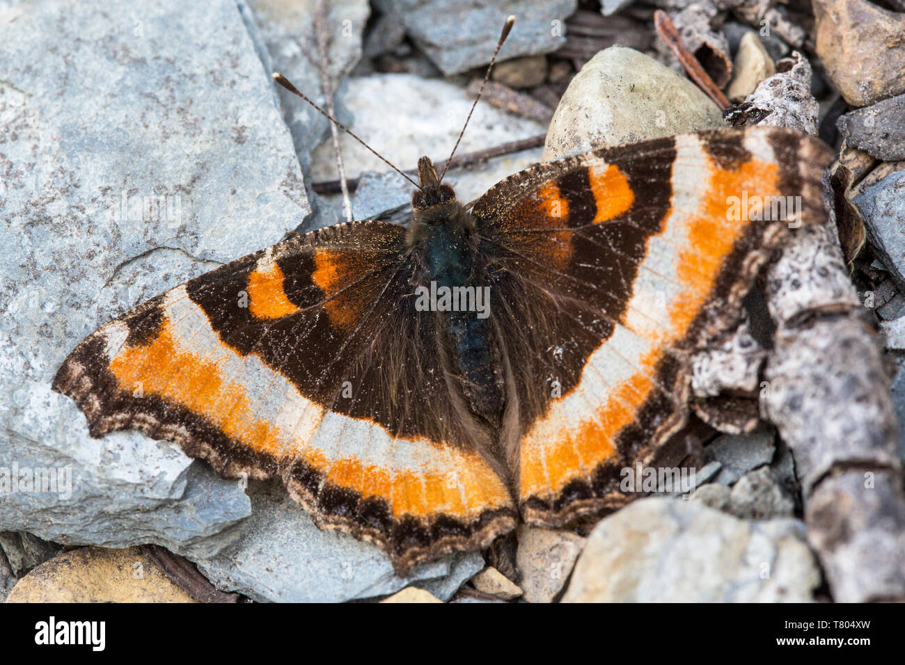 Butterfly dorsal view hi-res stock photography and images - Alamy