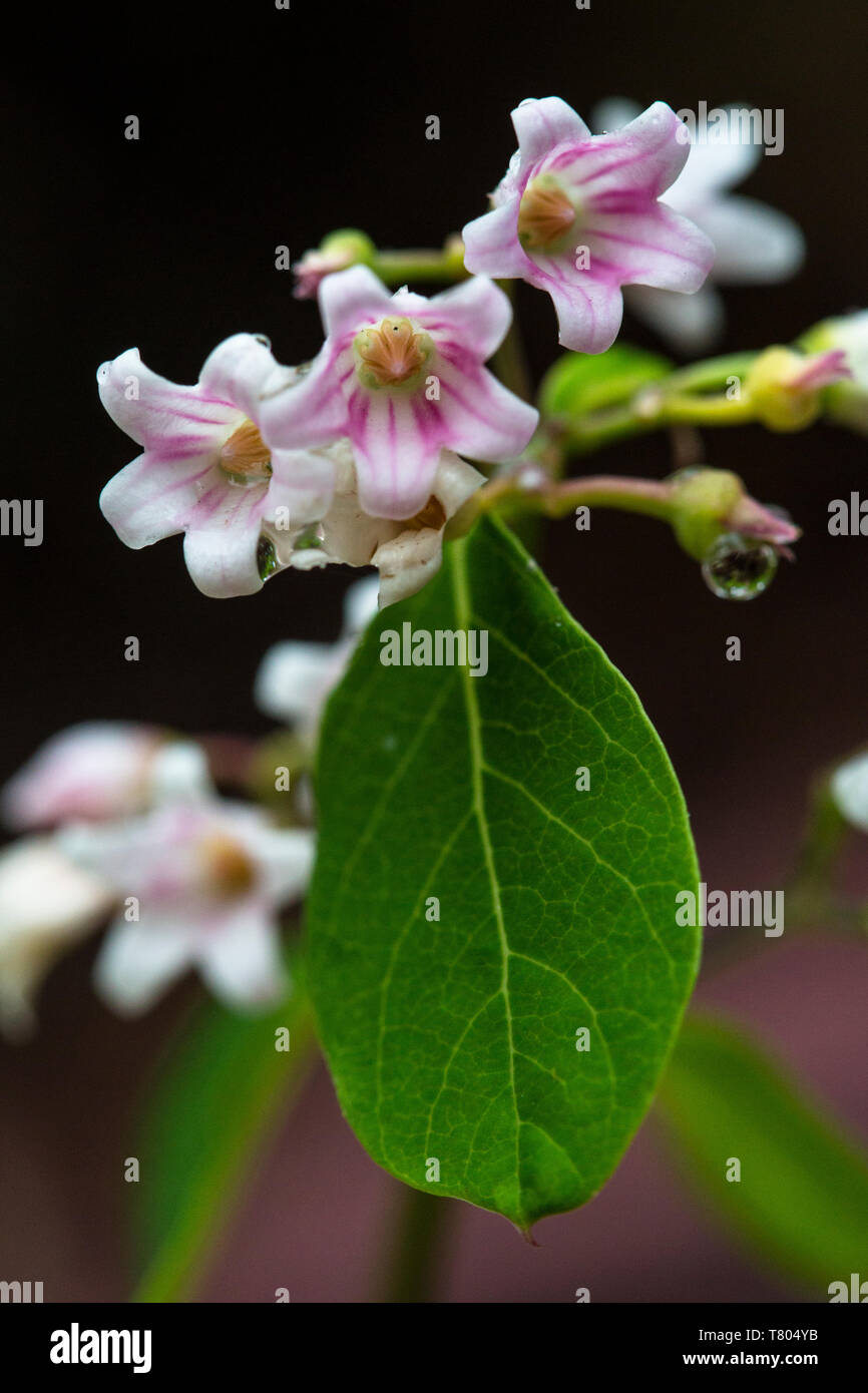 Spreading dogbane hi-res stock photography and images - Alamy