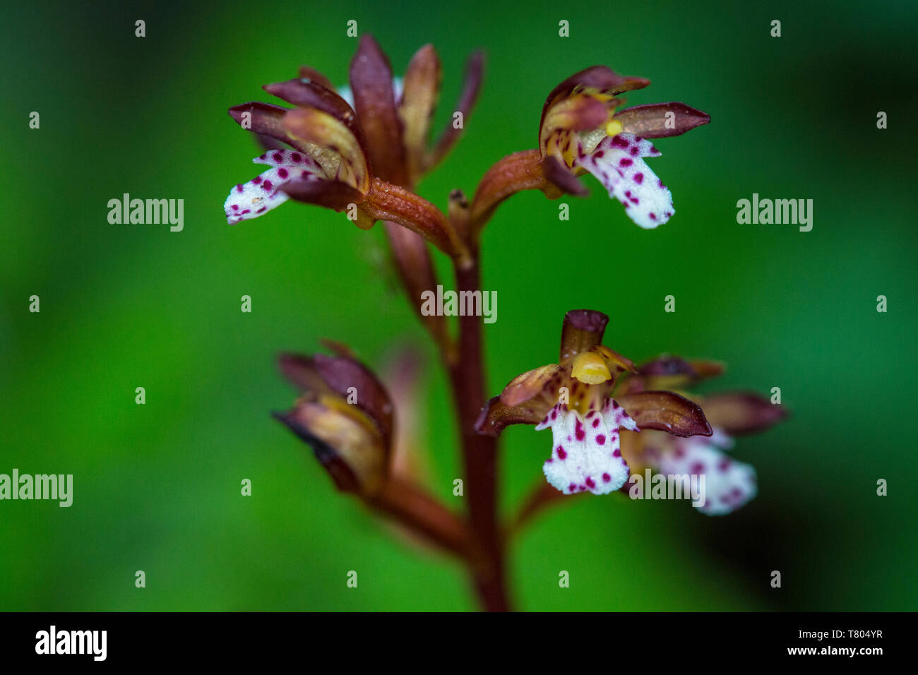 Corallorhiza orchidaceae hi-res stock photography and images - Alamy