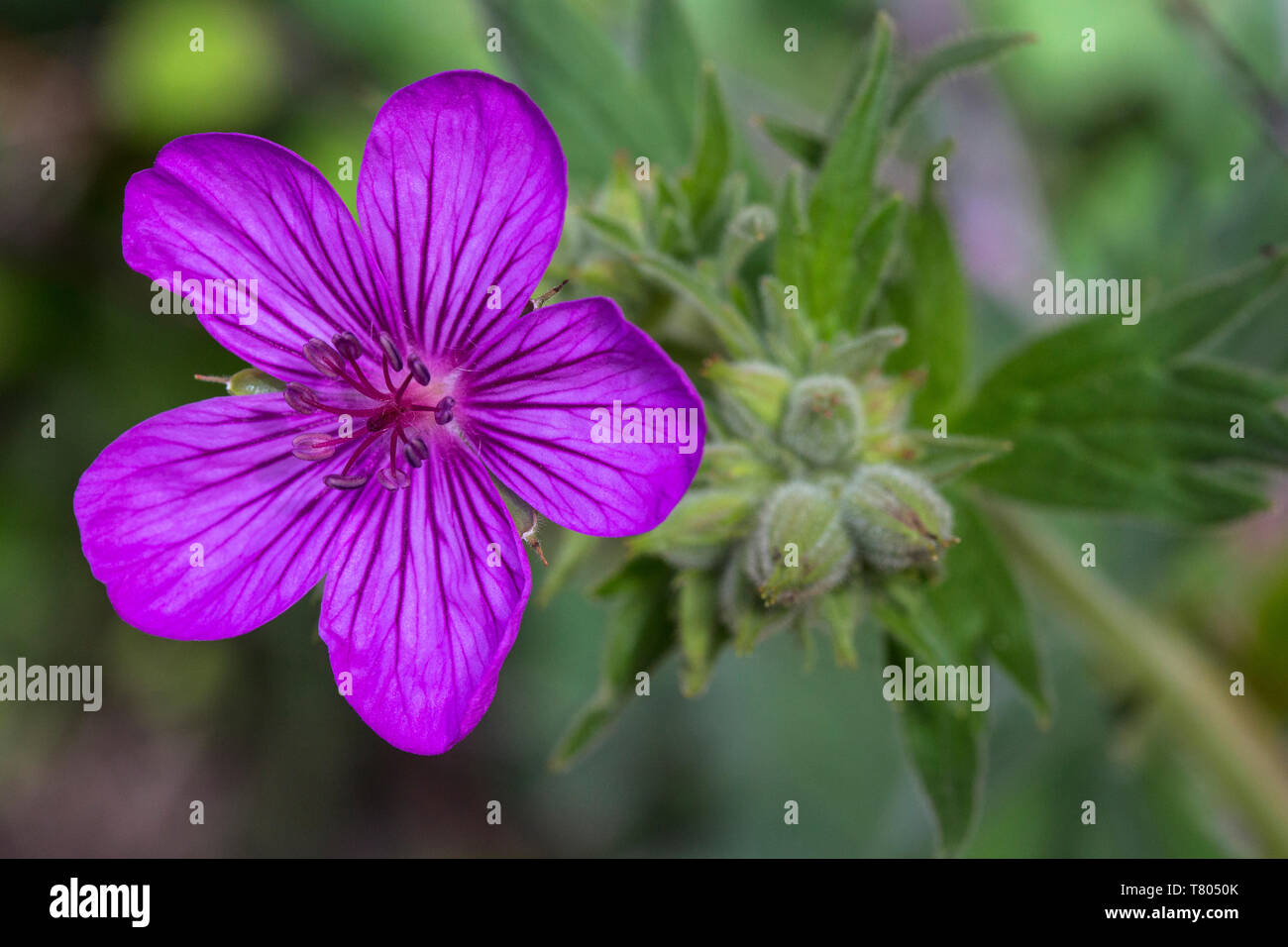Geranium viscosissimum hi-res stock photography and images - Alamy