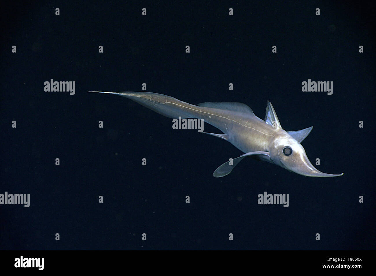 Sea fish long nose hi-res stock photography and images - Alamy