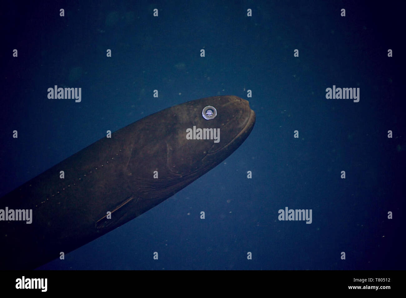 Bony fish hi-res stock photography and images - Alamy