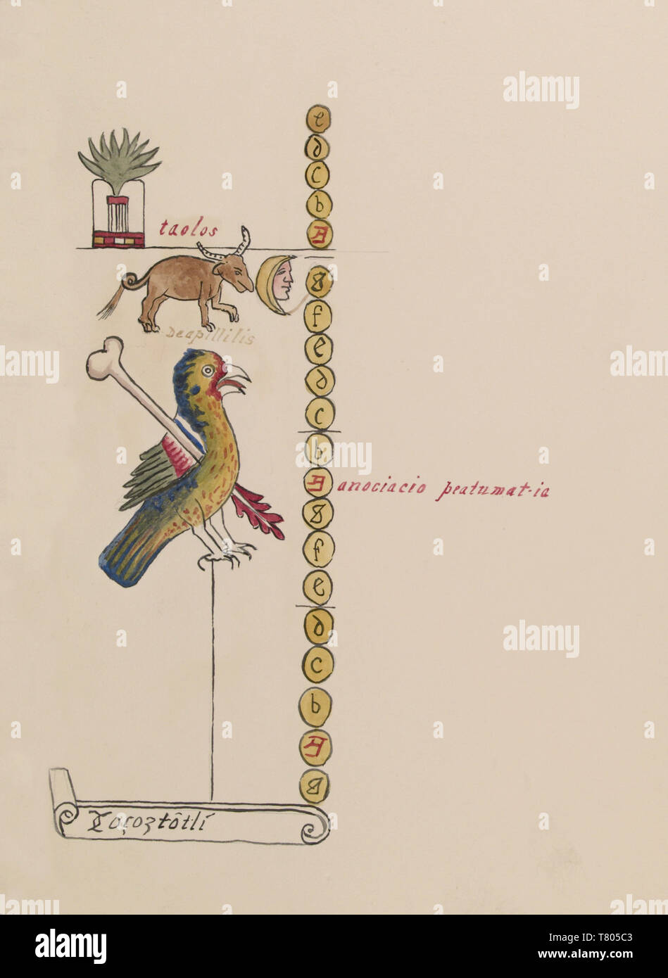 Tovar Codex, Tozoztontli, 3rd Month Aztec Calendar Stock Photo - Alamy