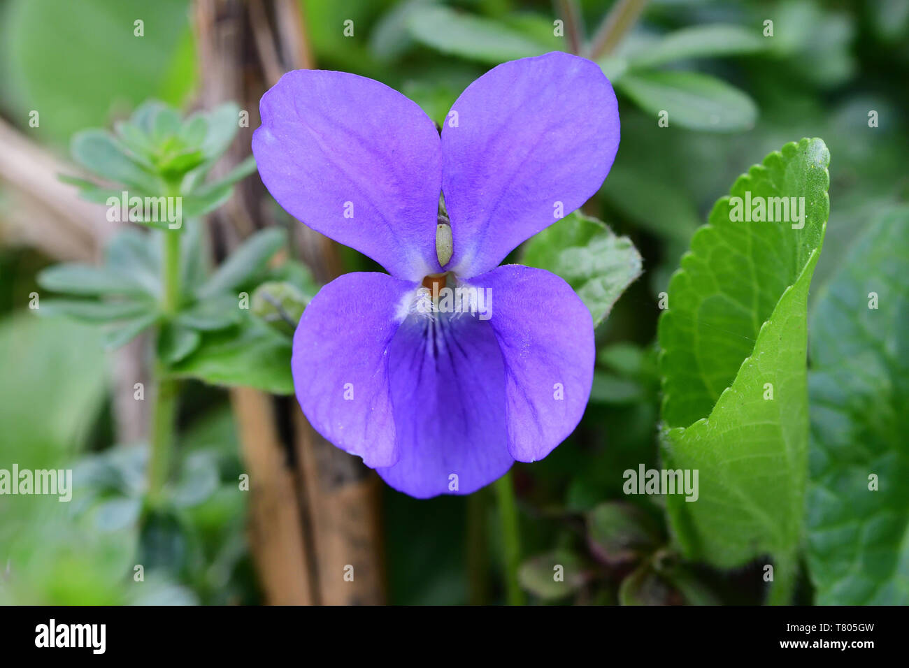 Close up of a common violet (viola odorata) in bloom Stock Photo - Alamy