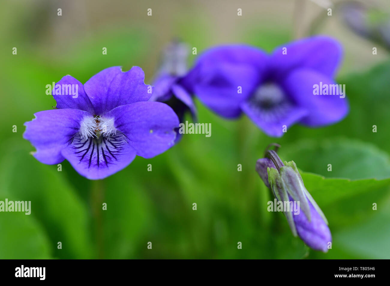 Macro shot of common violets (viola odorata) in bloom Stock Photo - Alamy