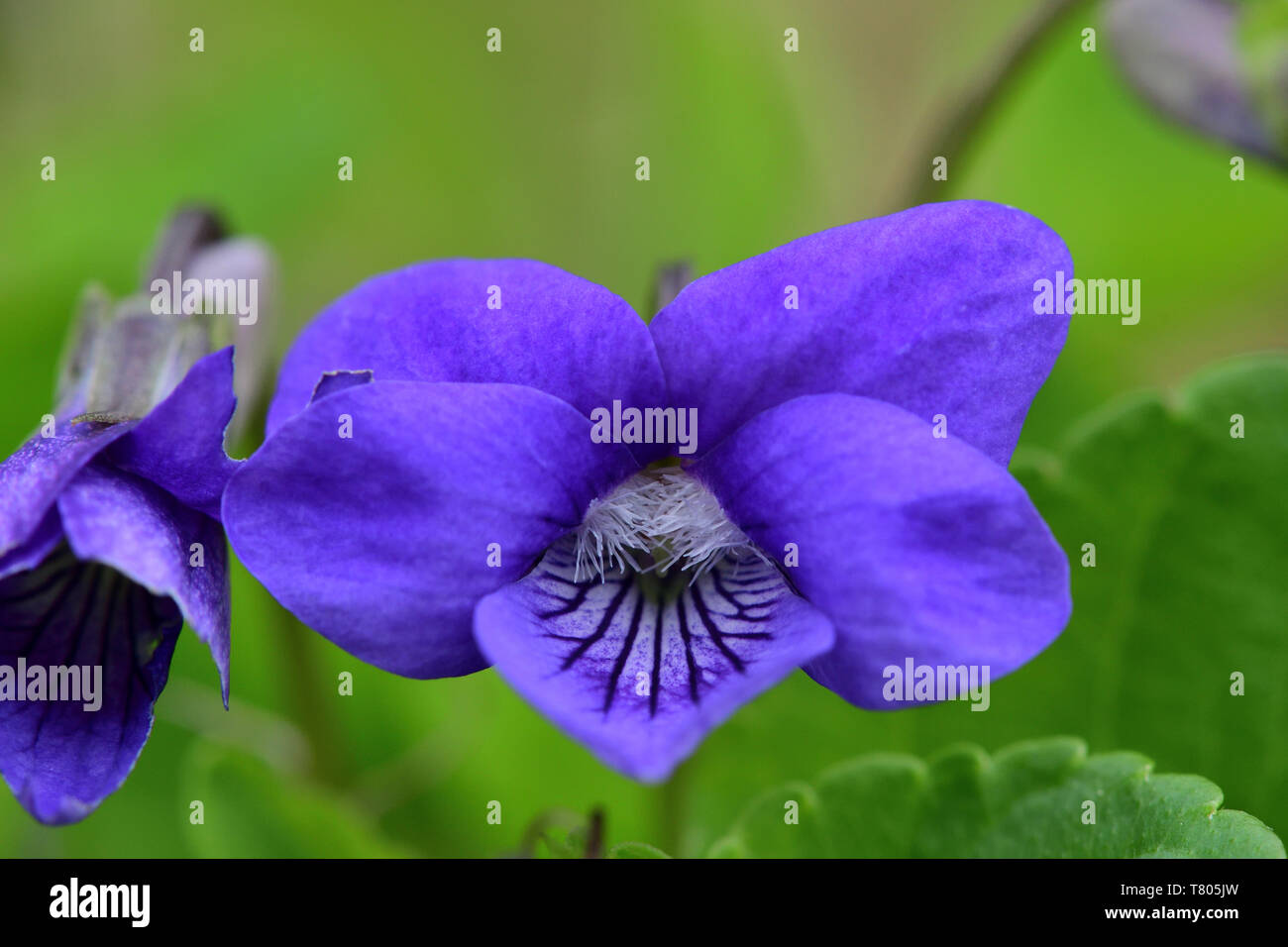 Macro shot of common violets (viola odorata) in bloom Stock Photo - Alamy