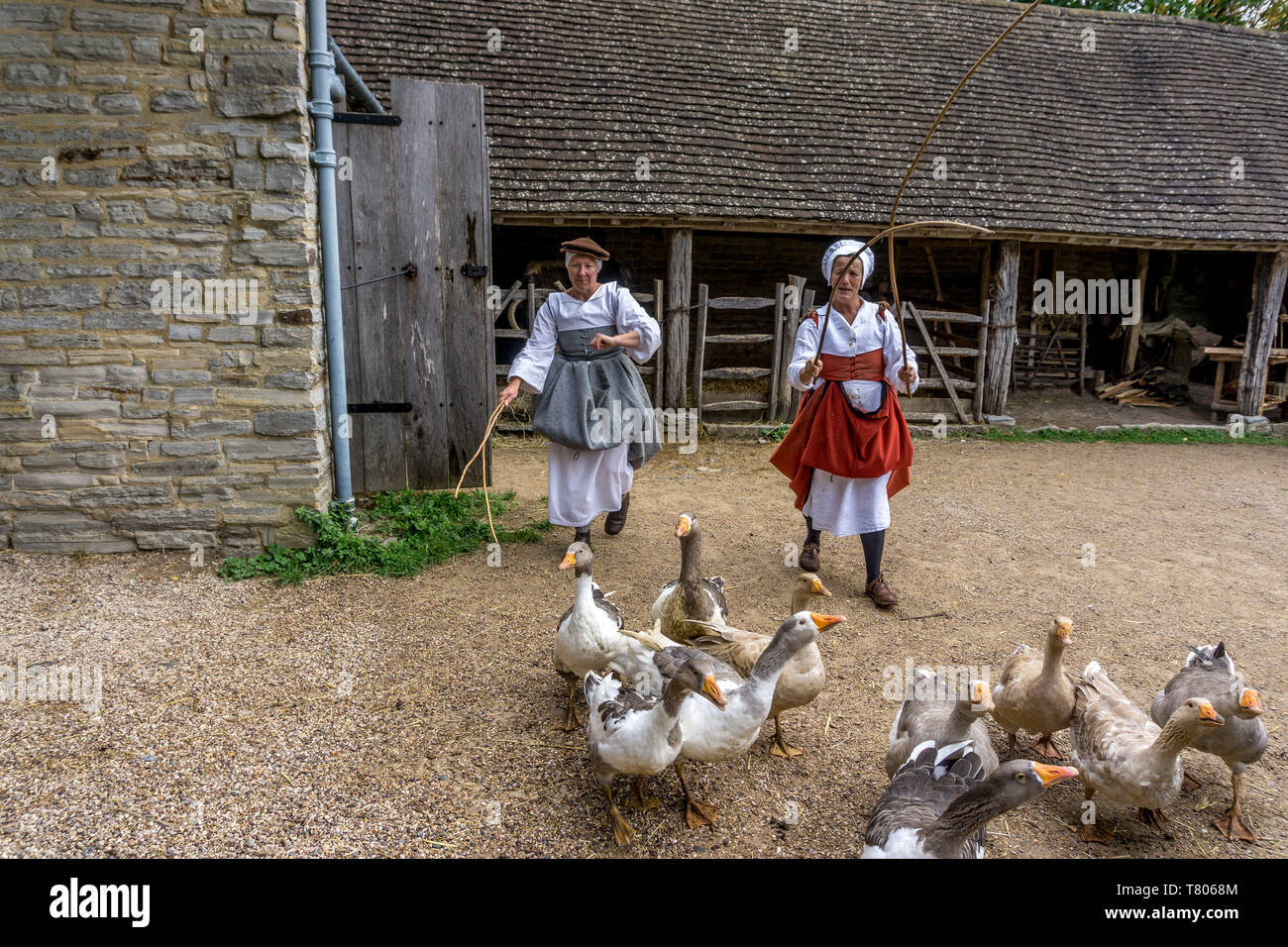 Herding geese hi-res stock photography and images - Alamy