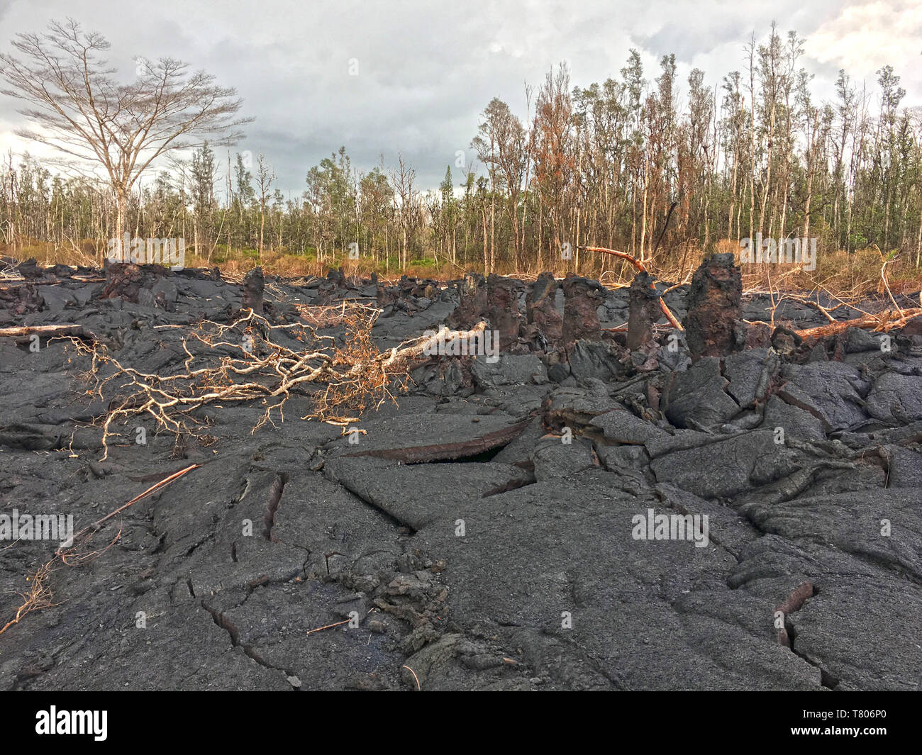 Burned trees hi-res stock photography and images - Alamy