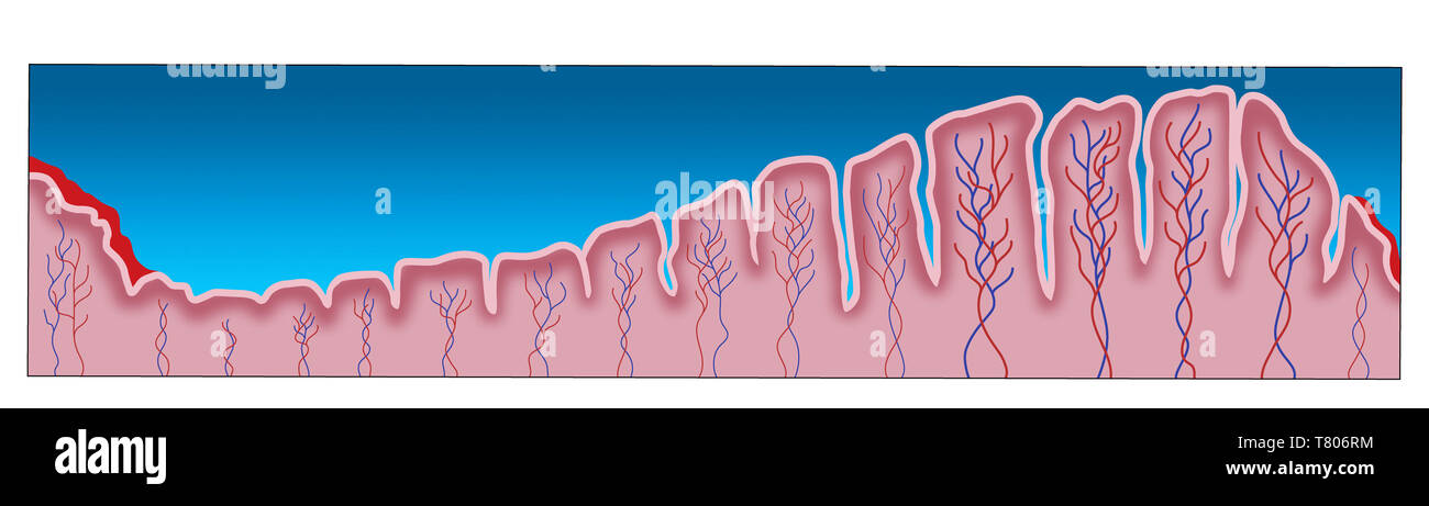 Female anatomy diagram hi-res stock photography and images - Alamy
