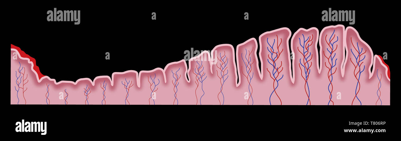 Female anatomy diagram hi-res stock photography and images - Alamy