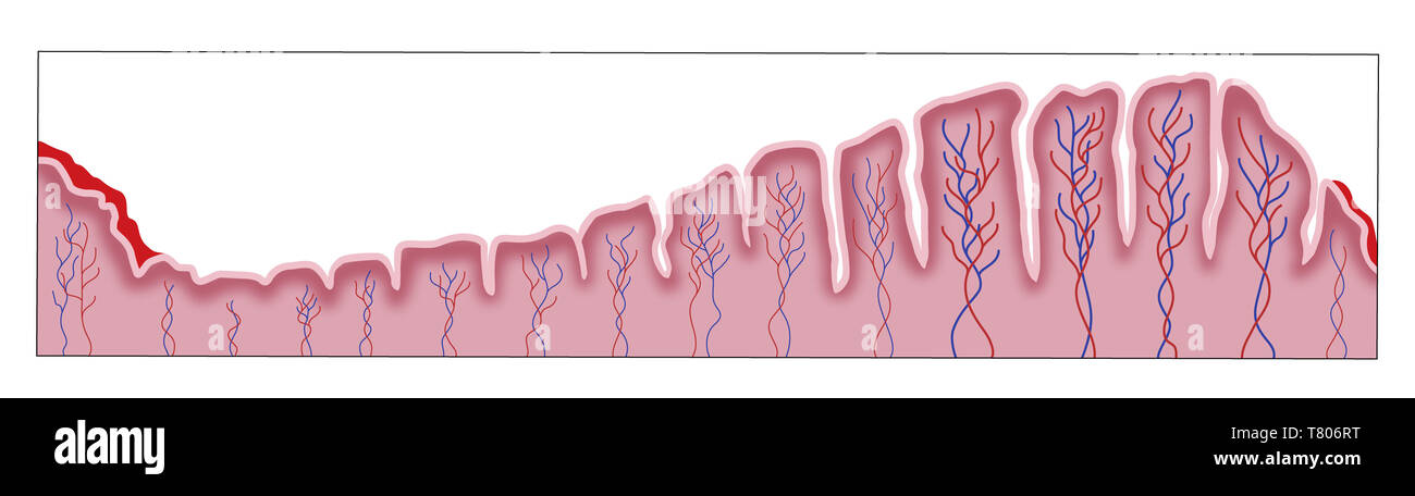 Uterine Lining, Menstruation, Illustration Stock Photo - Alamy