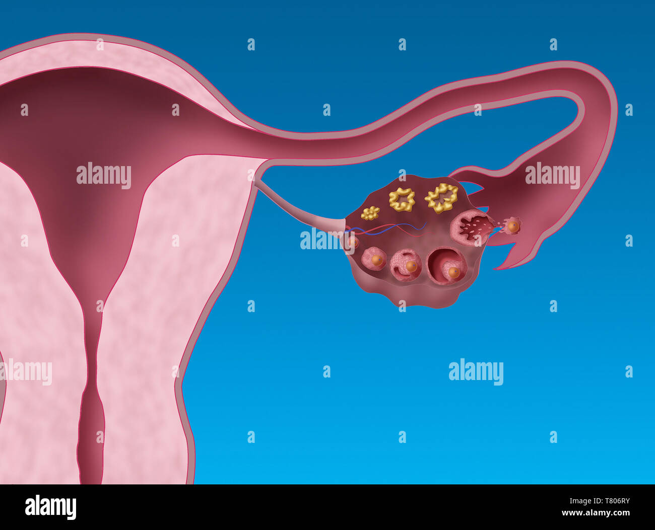 Mature follicle of ovary hi-res stock photography and images - Alamy