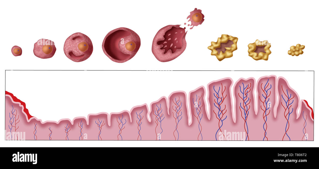 Follicle Ovulation High Resolution Stock Photography and Images - Alamy