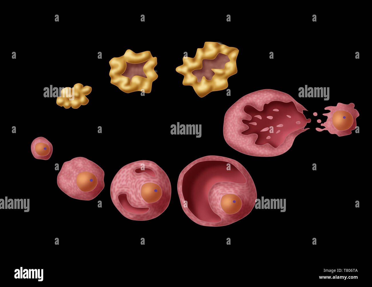 Ovarian Follicles, Illustration Stock Photo - Alamy