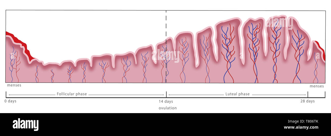 Female anatomy diagram hi-res stock photography and images - Alamy
