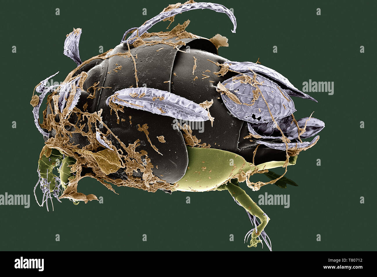 Trombidiformes hi-res stock photography and images - Alamy