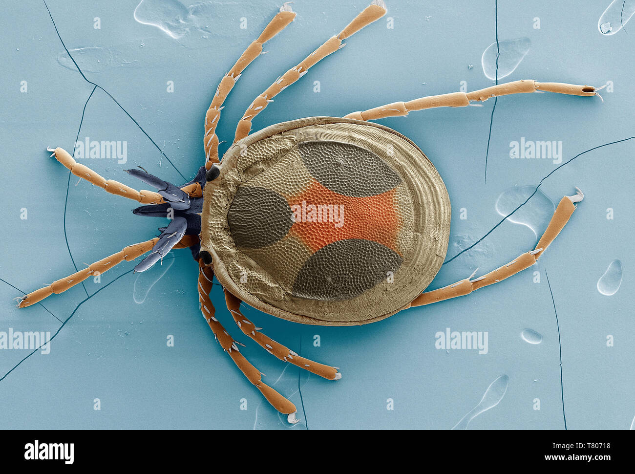 Water mite hi-res stock photography and images - Alamy