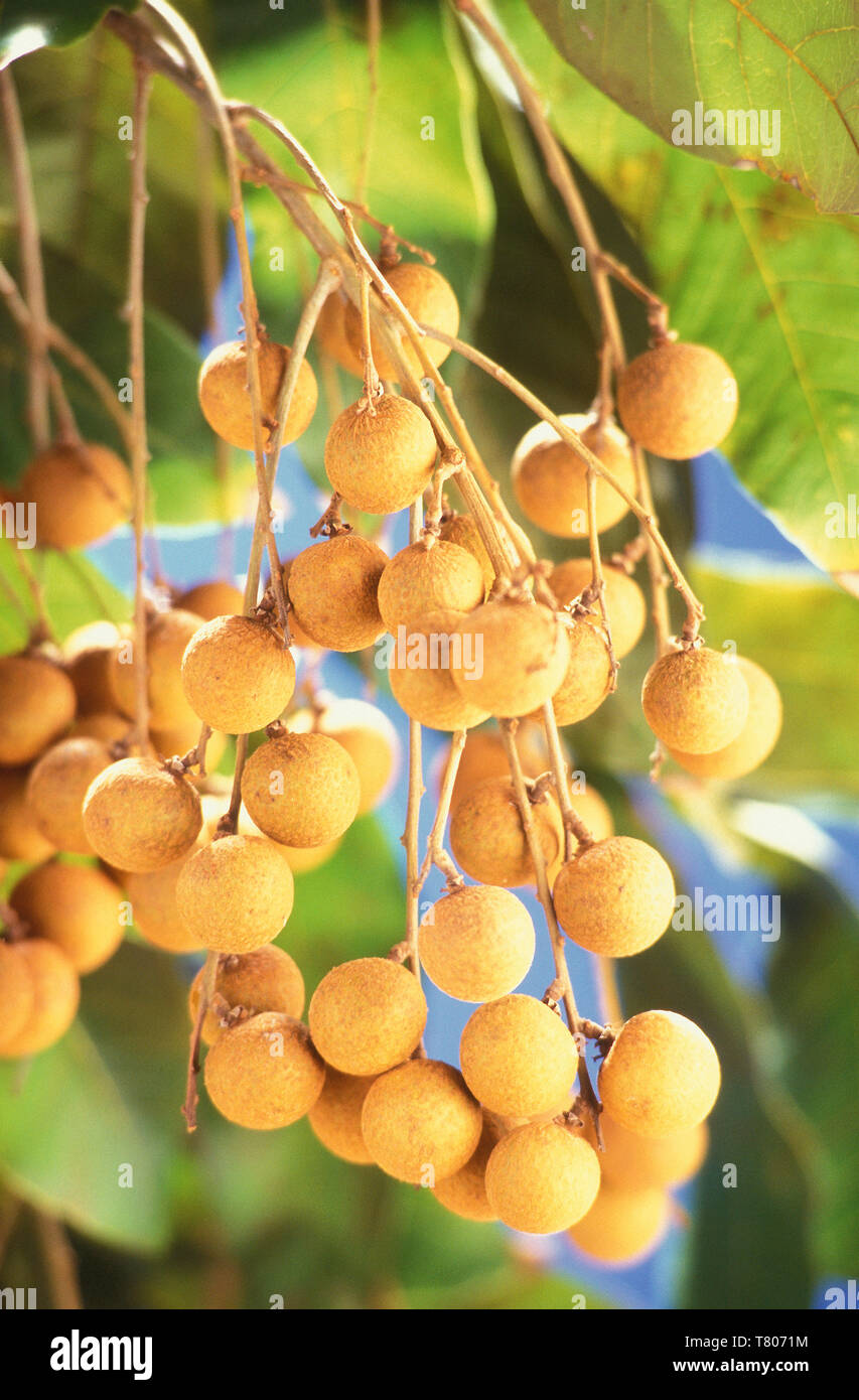 Edible tropical fruit hi-res stock photography and images - Alamy