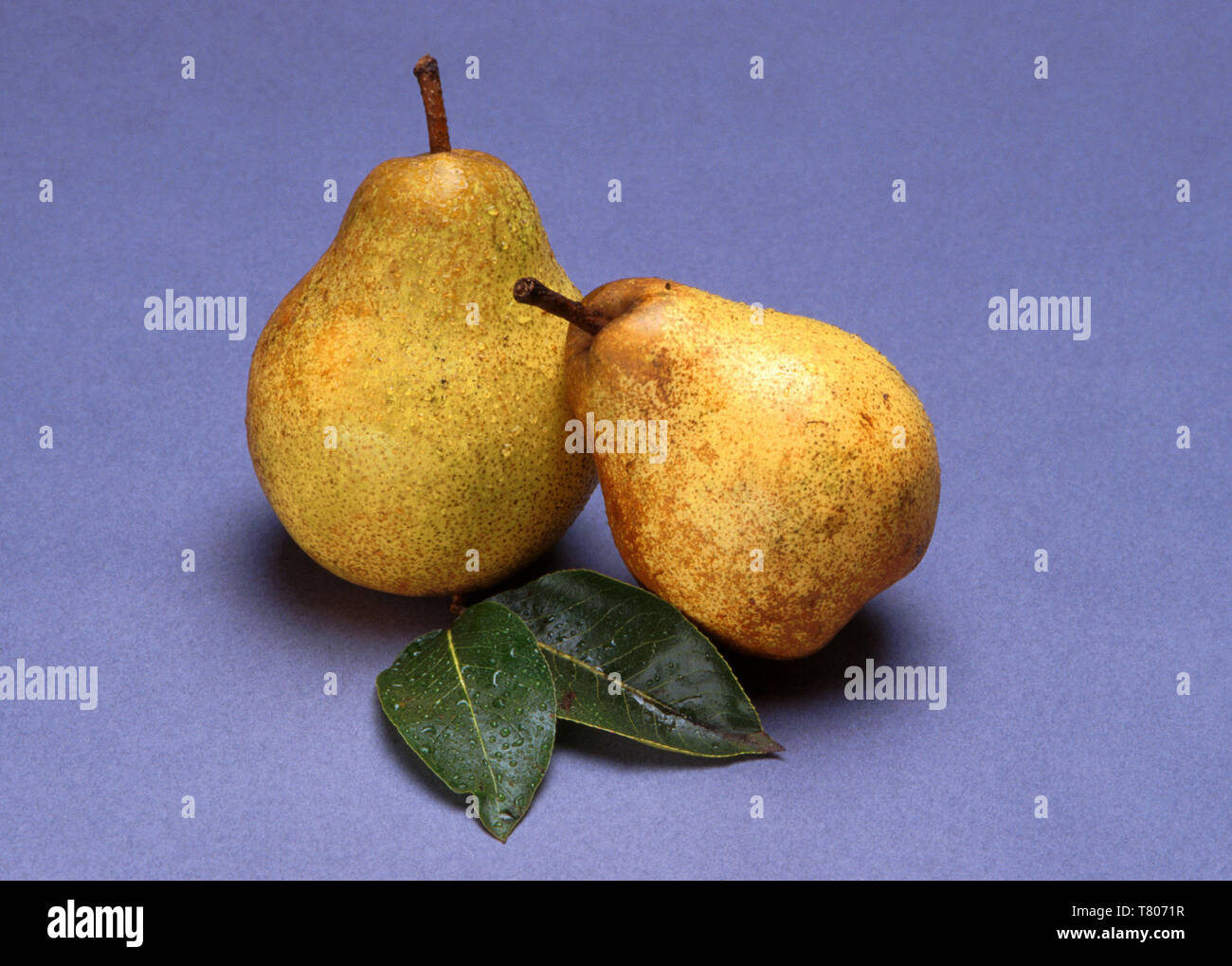 Fire blight pear hi-res stock photography and images - Alamy