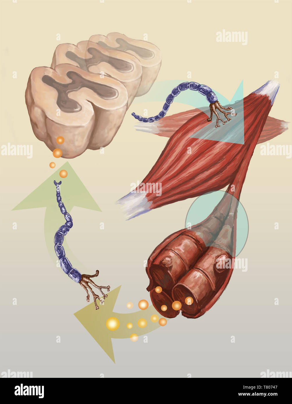 Muscle Cramp, Illustration Stock Photo - Alamy