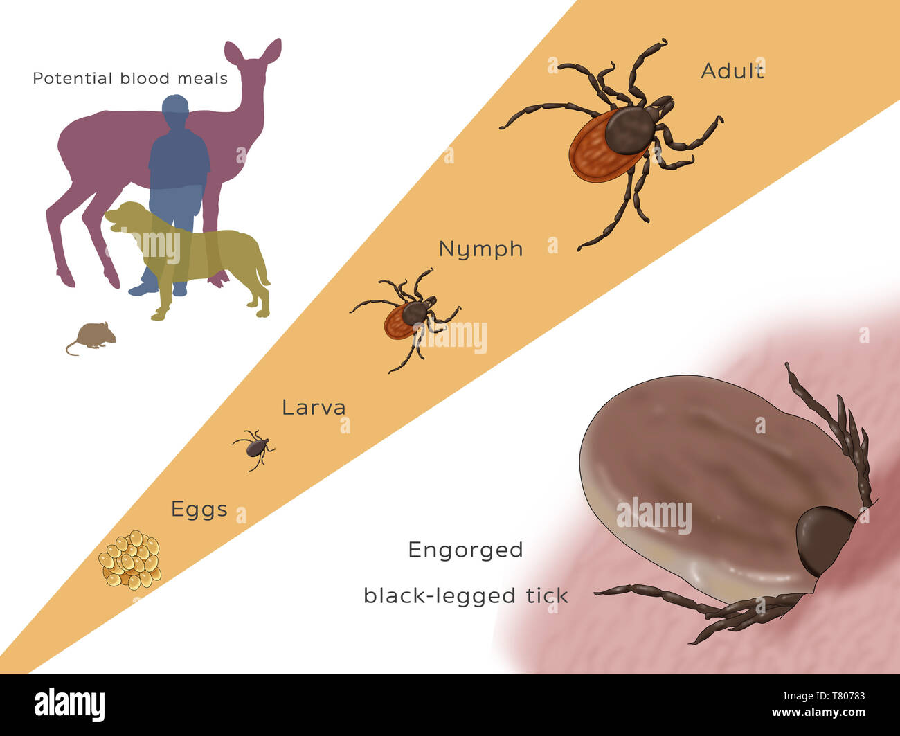 Life Stages of a Black-legged Tick, Illustration Stock Photo - Alamy