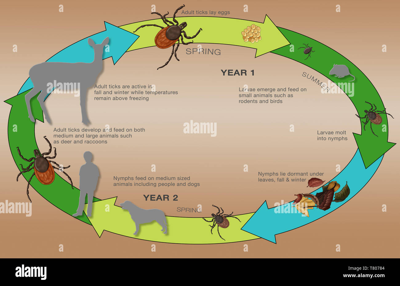 Life Cycle of the Black-legged Tick, Illustration Stock Photo - Alamy