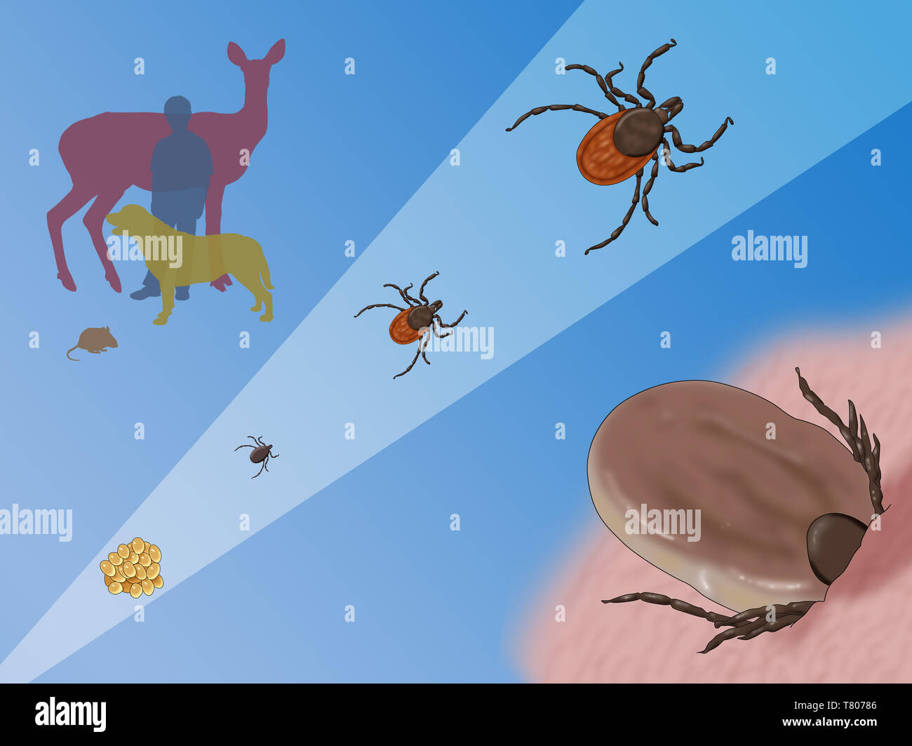 Life Stages of a Black-legged Tick, Illustration Stock Photo - Alamy