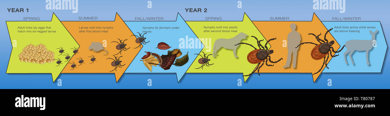 Tick nymph hi-res stock photography and images - Alamy