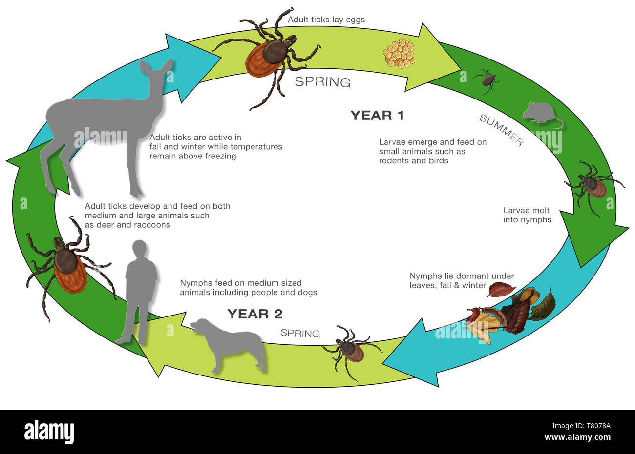 Deer Tick Life Cycle